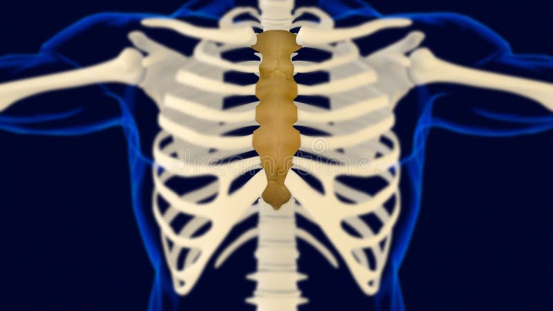 Sternum Bone Anatomy for Medical Concept 3D Stock Illustration ...