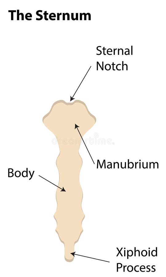 The Sternum stock vector. Illustration of human, collar - 41211622