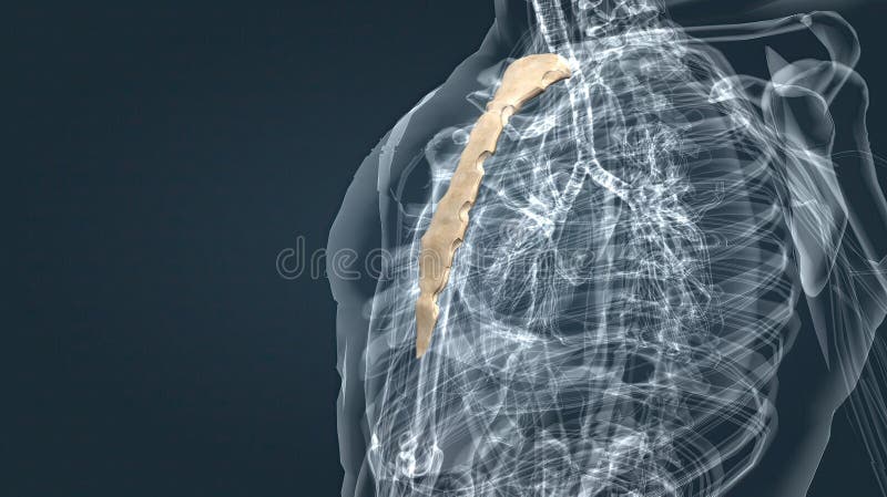 The Sternum or Breastbone is a Long Flat Bone Located in the Central ...