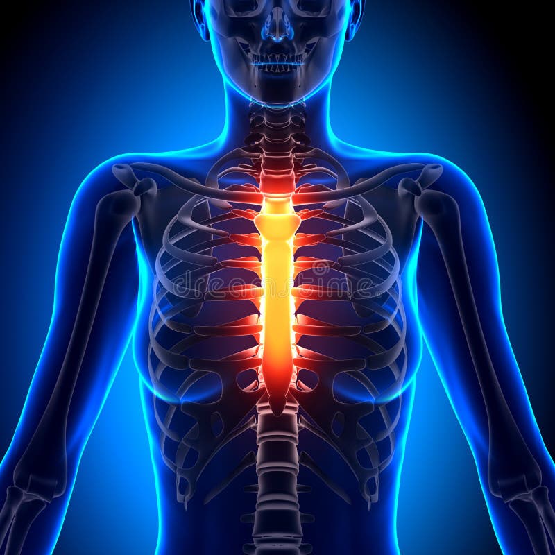 Sternum Femelle - Os D'anatomie Illustration Stock - Illustration du ...