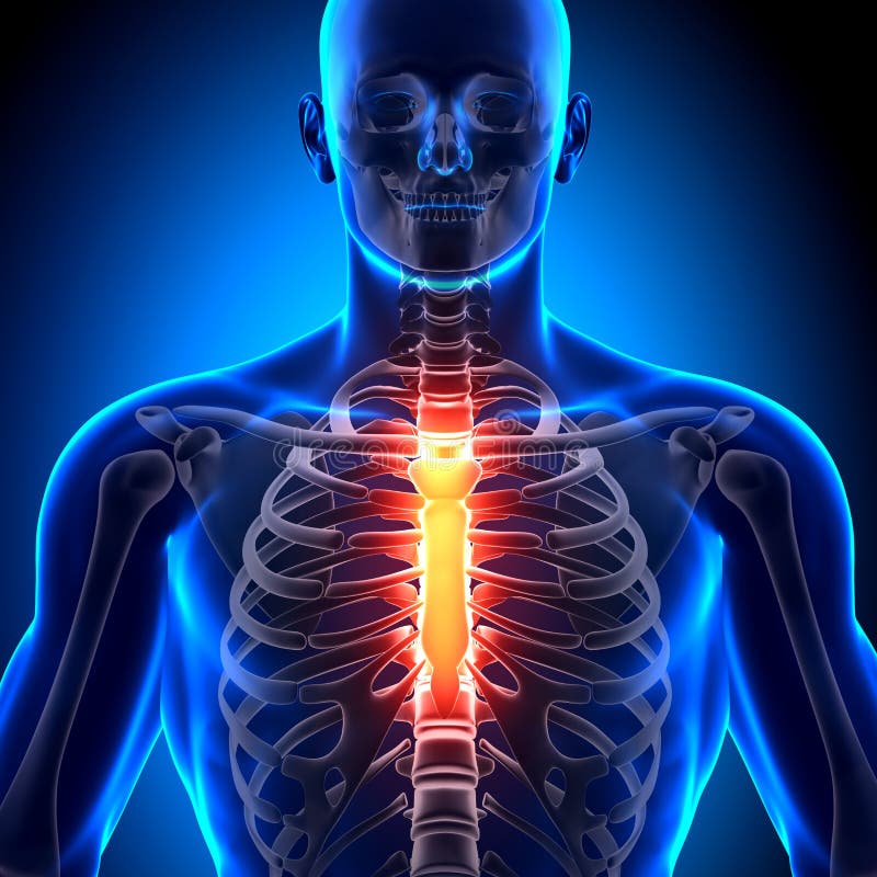 Sternum - os d'anatomie illustration stock. Illustration du interne ...