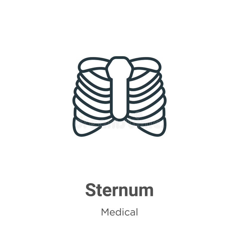Sternum Outline Vector Icon. Thin Line Black Sternum Icon, Flat Vector ...