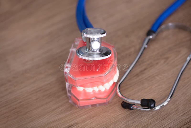 Stethoscope and a Dental Model Stock Image - Image of tooth, teeth ...