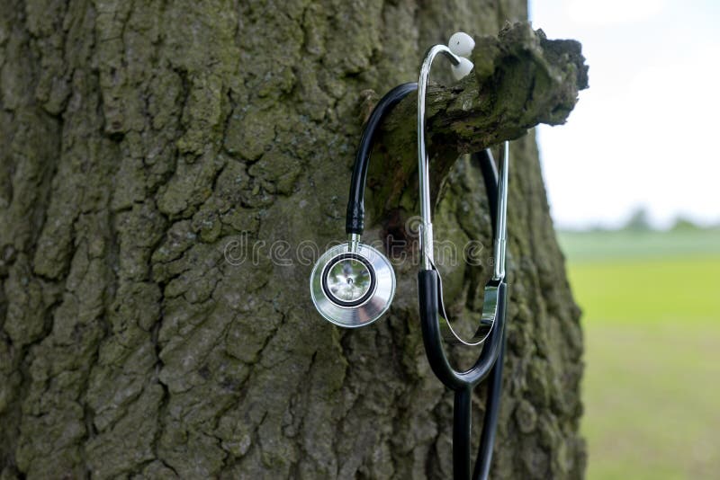 Stethoscope Hangs on the Tree Stock Photo - Image of experiment ...