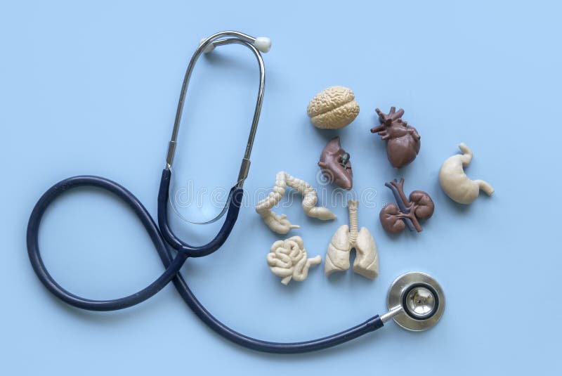 Stethoscope and Human Organ on Blue Background Stock Image - Image of ...