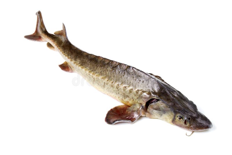 Russische steur stock afbeelding. Image of beloega, atlantisch - 11483129