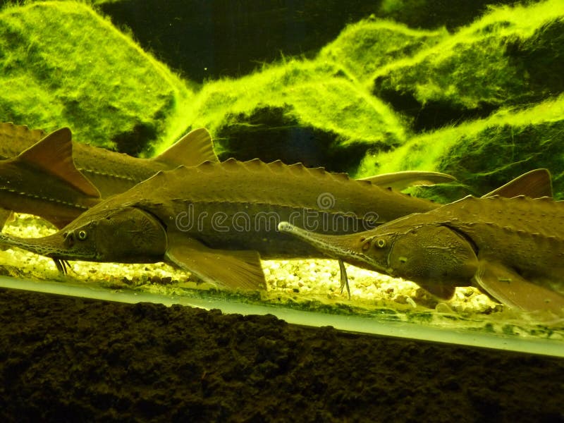 Steur stock afbeelding. Image of vissen, aquarium, blauw - 26635769