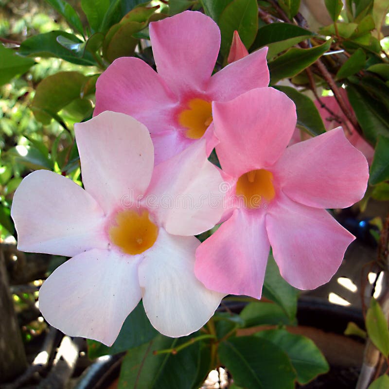 Steve& X27; Planta De S: Tres Flores Rosadas Imagen de archivo - Imagen ...