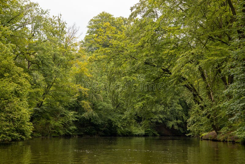 A Riparian Forest or Riparian Woodland Wallpaper, Looking Onto a Wild ...