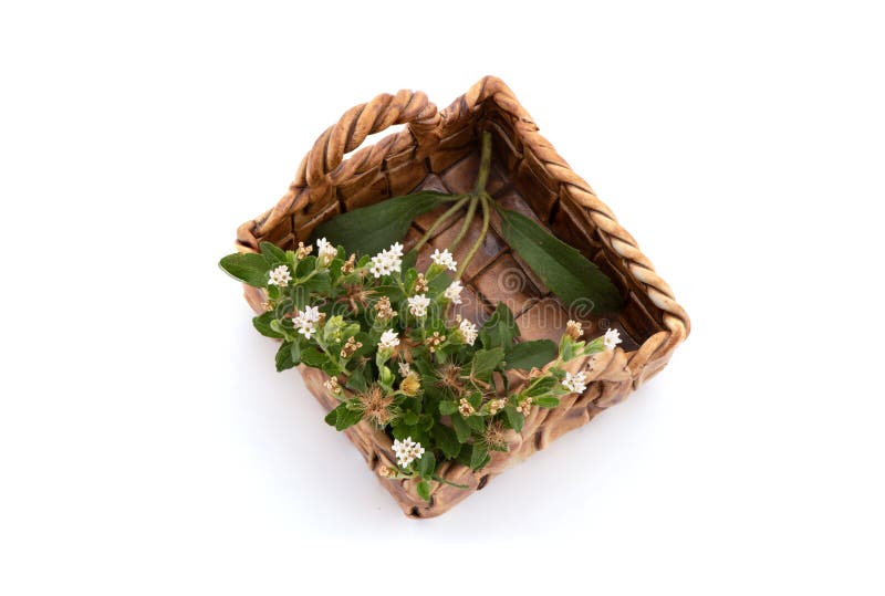 Stevia Branch Isolated on Black Background. Top View,flat Lay Stock ...