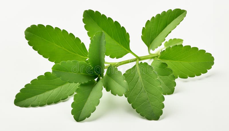 Stevia Leaf Isolated on White Background with Soft Shadow Stock ...