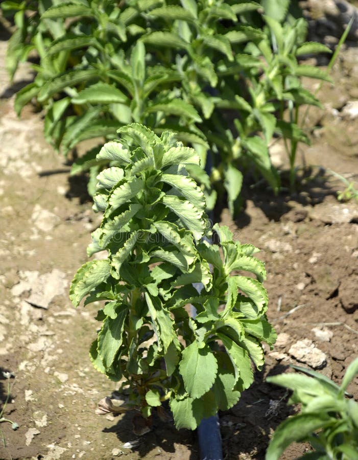 Stevia, plant stock image. Image of feeding, ingredient - 42918335