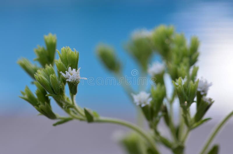 Stevia plant stock photo. Image of rebaudiana, twig, alternative - 44922576
