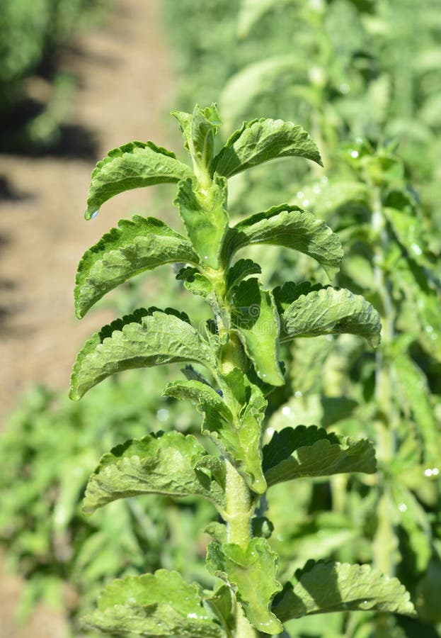 Stevia plant. stock photo. Image of alternative, nourishment - 43879394