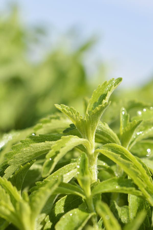 Stevia plant stock photo. Image of lose, leaf, plant - 58576104