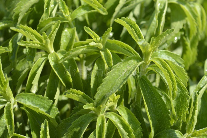Stevia plant stock photo. Image of substitute, health - 58577456