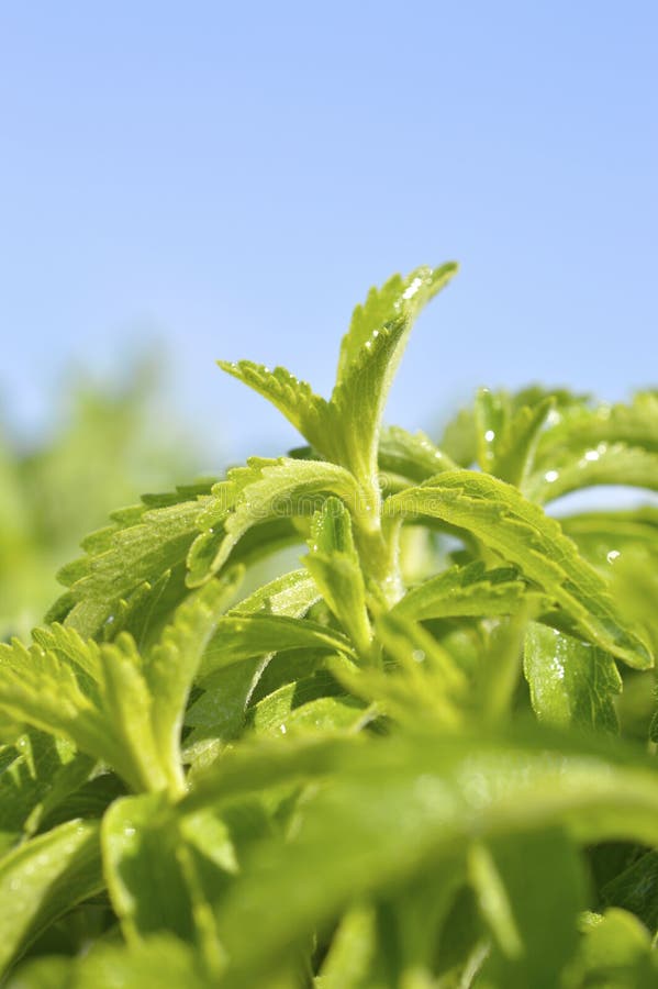 Stevia plant stock photo. Image of sweetener, alternative - 58578028