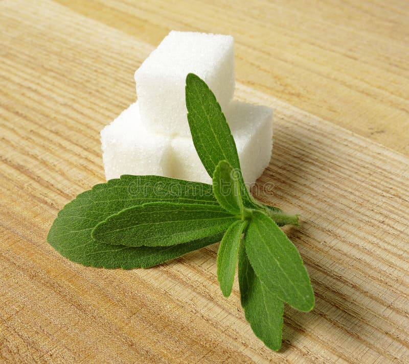 Stevia rebaudiana - herb stock image. Image of sweet - 25689433