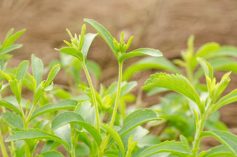 Stevia tree stock photo. Image of supplements, leaf, sweetness - 47468452