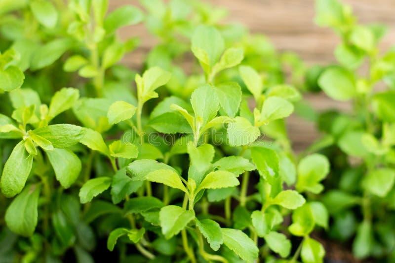Stevia tree plant stock image. Image of nature, calorie - 161409365