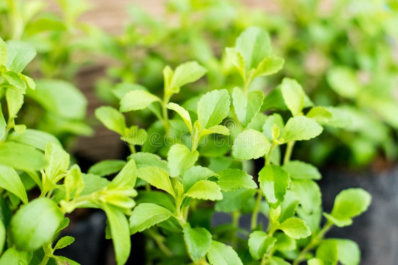 Stevia tree plant stock photo. Image of foliage, freshness - 161409368