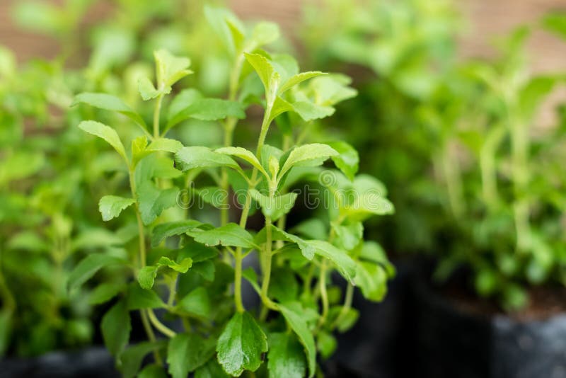 Stevia tree plant stock photo. Image of growth, fresh - 161409644