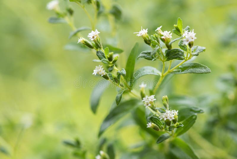 Stevia Trees on Nature Background Stock Image - Image of extract, leaf ...