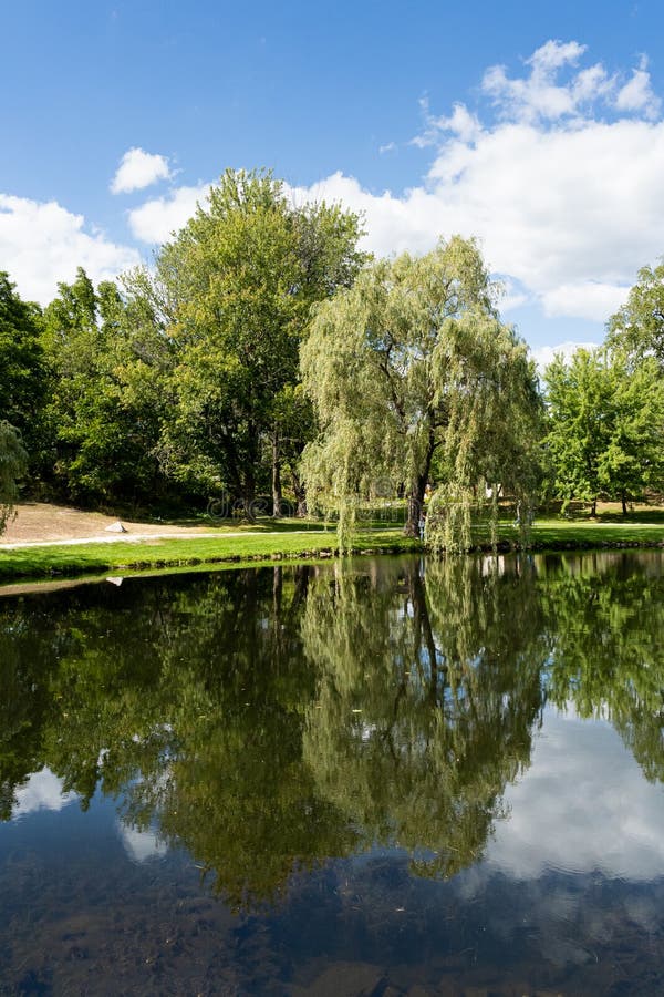 Stewart Park, a View of the Willow Trees Surrounded by Other Trees ...