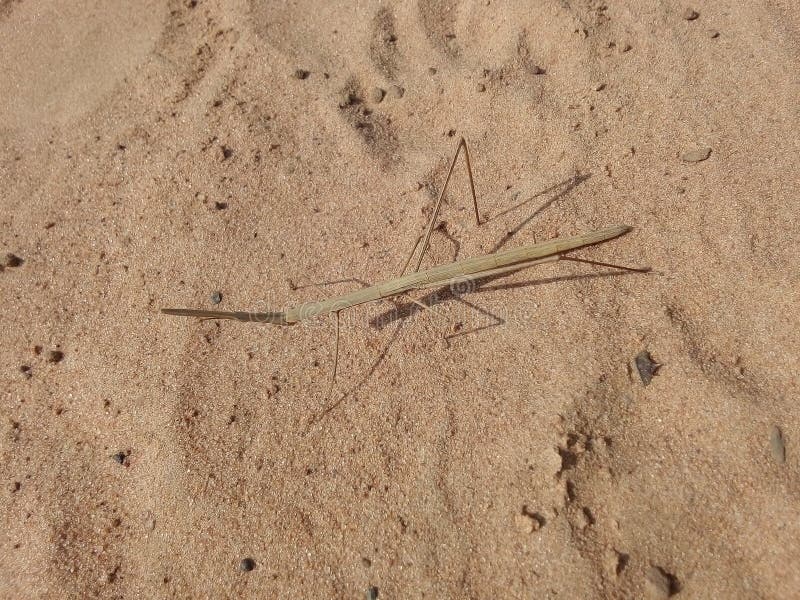 Stick animal in the sand stock image. Image of wildlife - 266130551