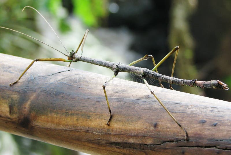Stick Bug stock image. Image of tropical, insect, travel - 11873415