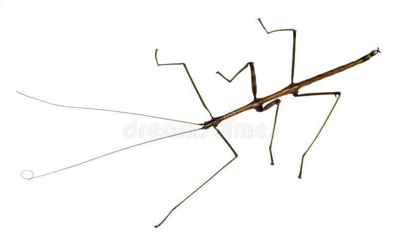 Stick bug stock photo. Image of legs, white, stench, isolated - 16770896