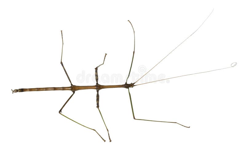 Stick bug stock photo. Image of legs, white, stench, isolated - 16770896