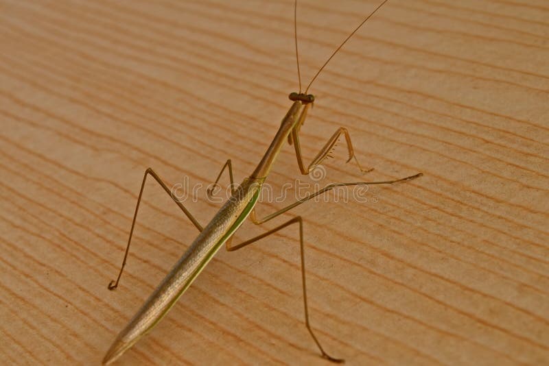Stick Bug stock image. Image of ghost, phasmids, walking - 92499645