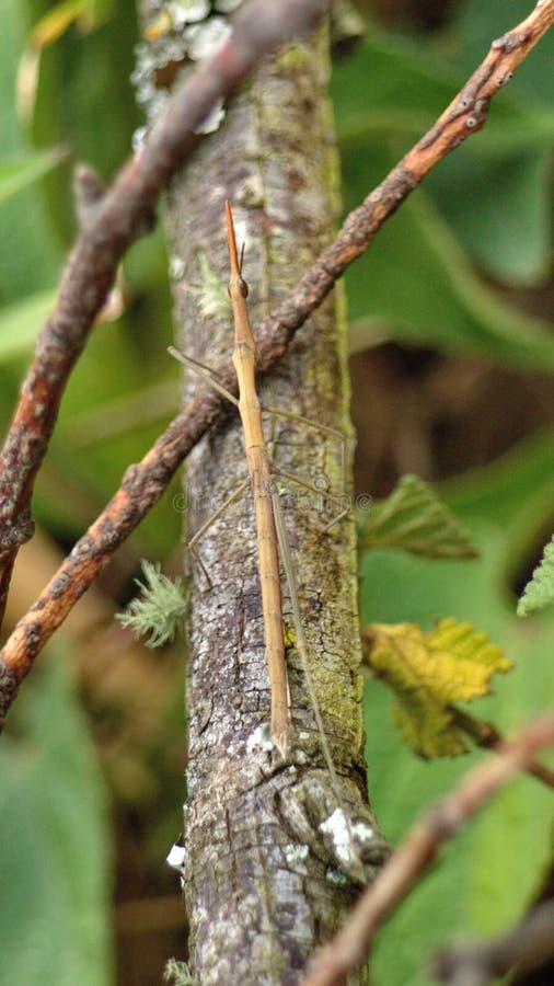 Stick bug on a tree limb stock image. Image of imbabura - 213244255