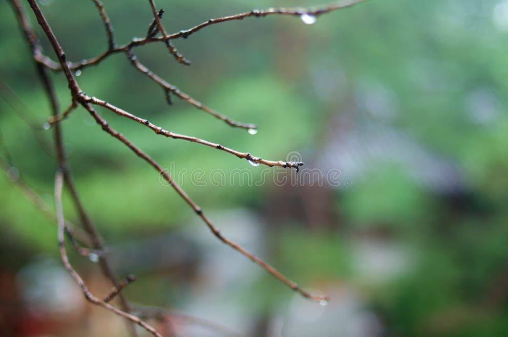 Stick with drops of rain stock photo. Image of green - 158940208