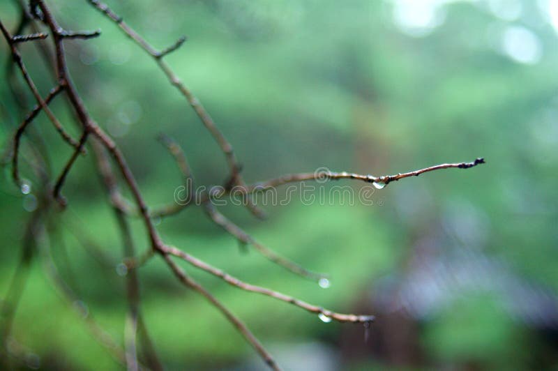 Stick with drops of rain stock photo. Image of cold - 160121354