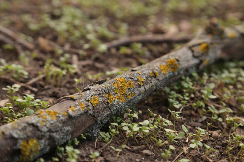 Branch stick on the ground stock photo. Image of nature - 277581192