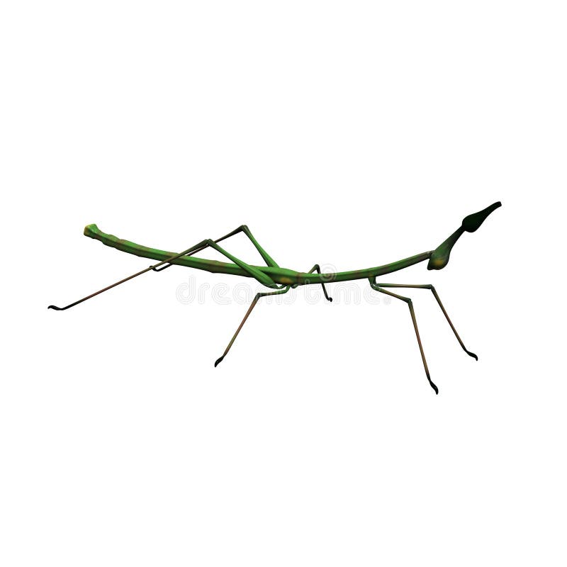 Stick insect stock illustration. Illustration of character - 14796606