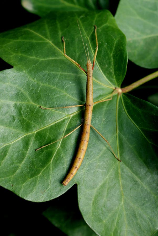 Stick insect stock image. Image of female, leaf, phasmatodea - 14144161