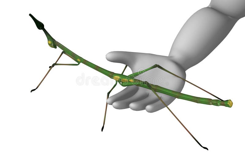 Stick insect stock illustration. Illustration of character - 14796606