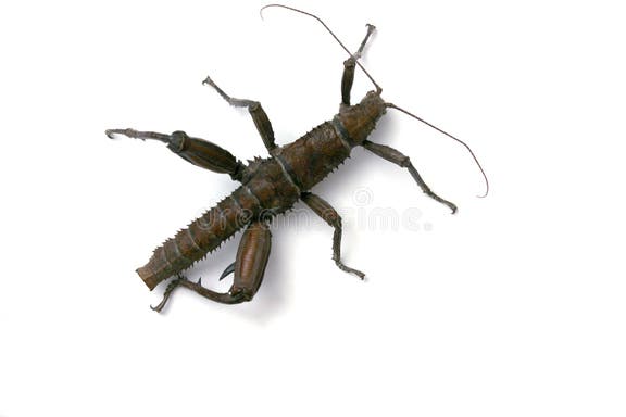 Walking Stick Insects Stock Illustrations – 68 Walking Stick Insects ...