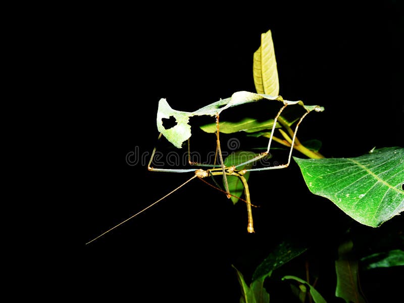 Stick insect stock photo. Image of insect, tropic, locust - 17290442