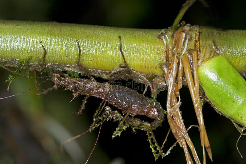 Stick insect in habitat stock photo. Image of sitting - 29486394