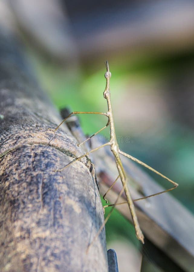 Tropical stick insect stock image. Image of brown, leaf - 25334139