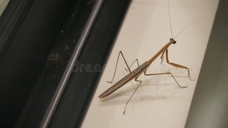 Stick Insect on a Branch, Stick-bugs, Walking Sticks, Bug Sticks or ...