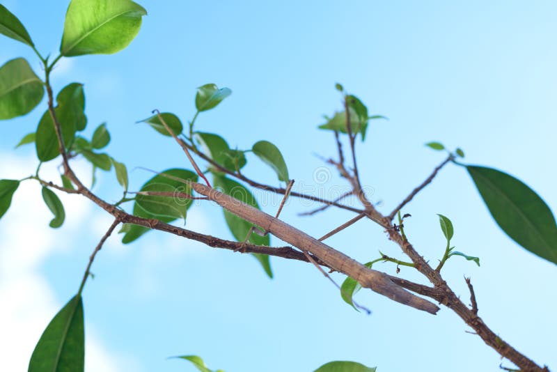 Stick Insect Camouflaged in Tree Branch, Close-up Phasmatodea Stock ...