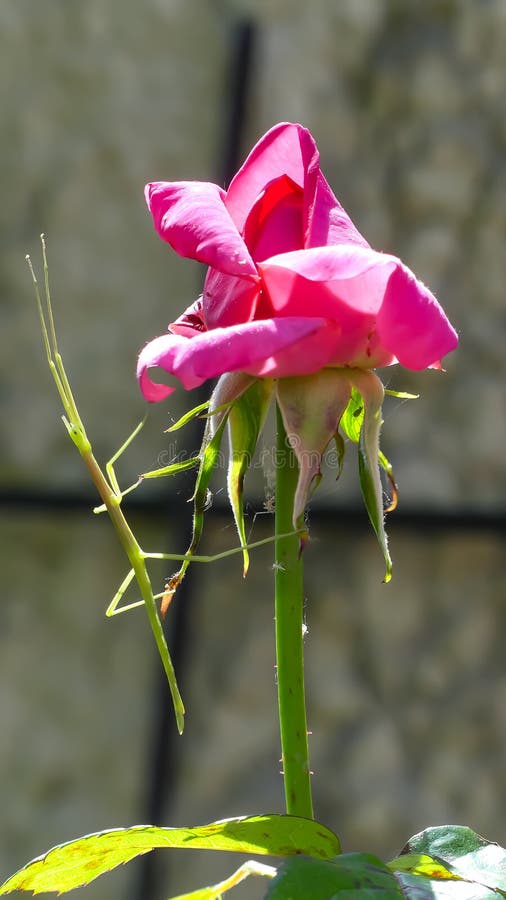 A Stick Insect Climbing on a Rose Stock Image - Image of antenna, macro ...
