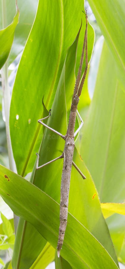 Stick Insect stock image. Image of insect, isolated, sticks - 51523301