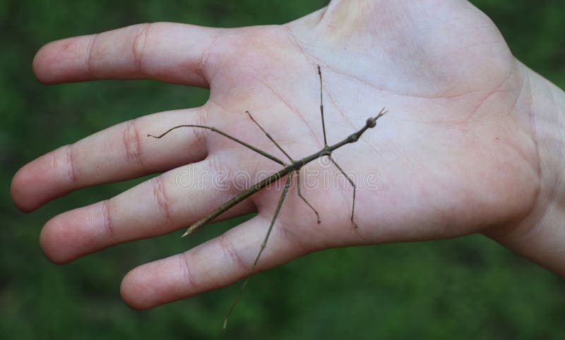 Phasmodea Stock Photos - Free & Royalty-Free Stock Photos from Dreamstime