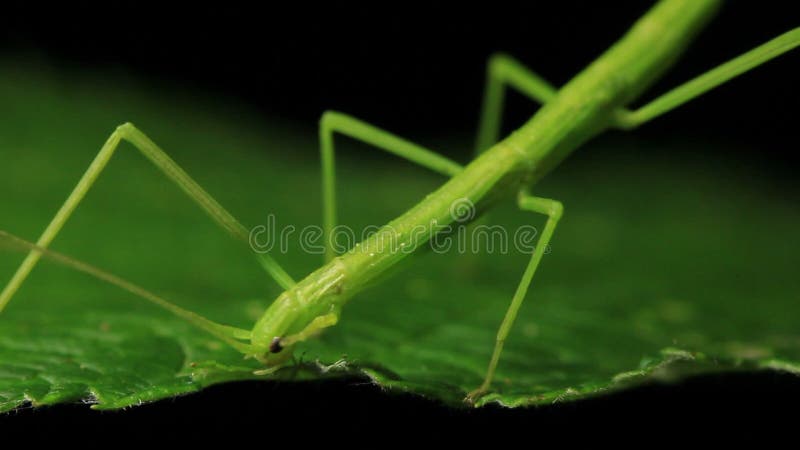 Stick Insect Eating - Phasmatodea (4 of 5) Stock Video - Video of ...